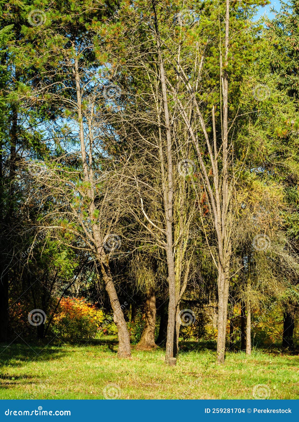 Withered Bare Tree Trunks in an Autumn Park Stock Photo - Image of ...