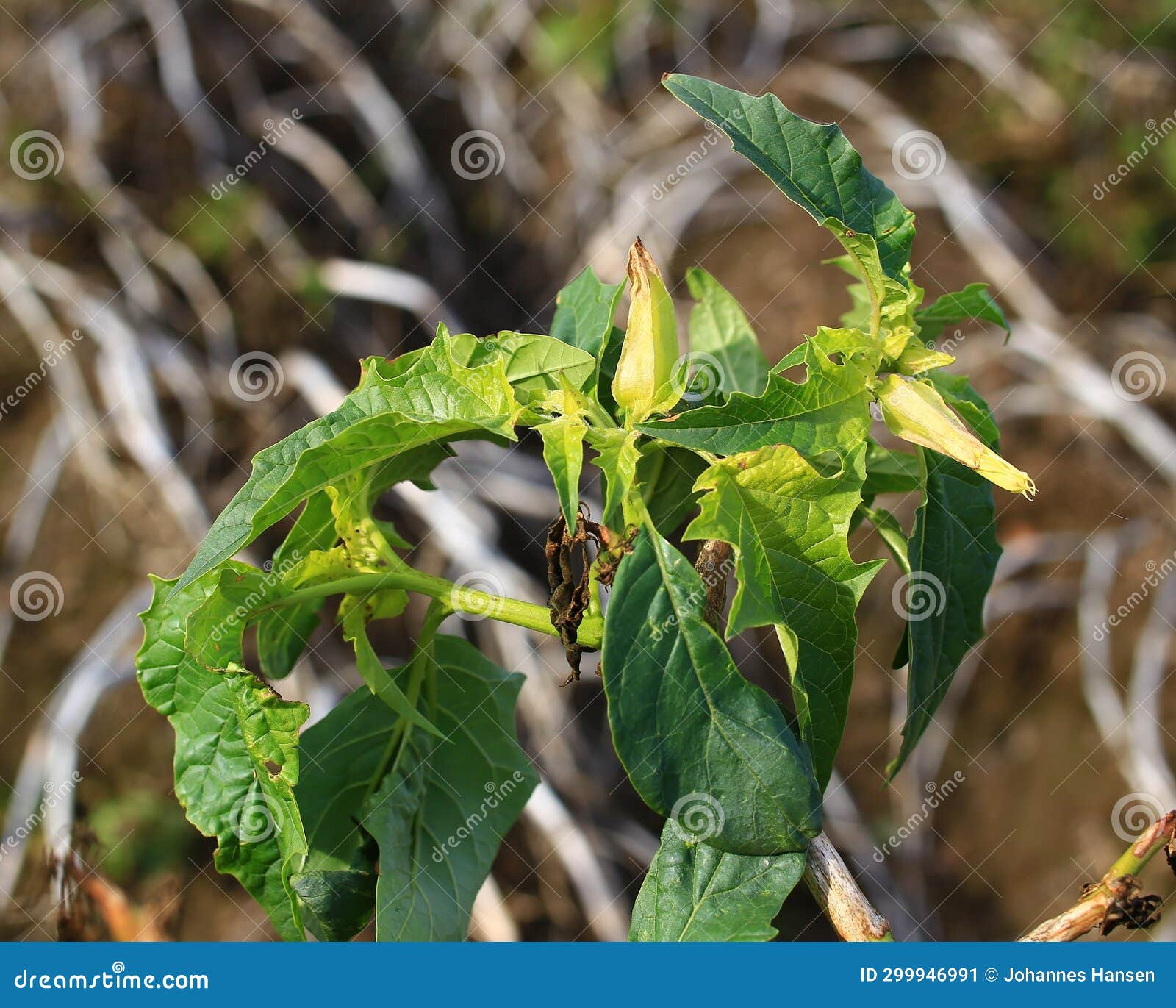Withered Blossom And Leaves Of The Toxic Thorn Apple Datura Stramonium Stock Image Image Of