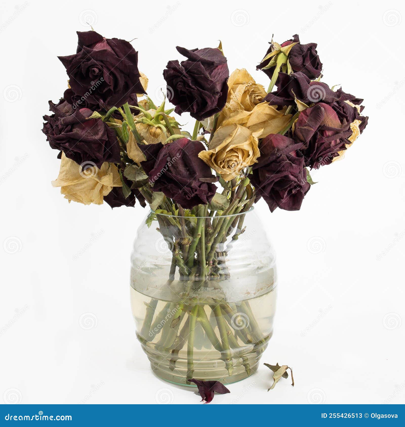 Withered Bouquet of Flowers, Red and Dry Roses on a White Background ...