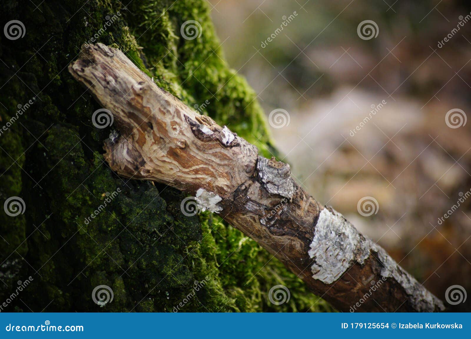 A Withered Branch Based on the Trunk of the Tree Overgrown with Moss ...