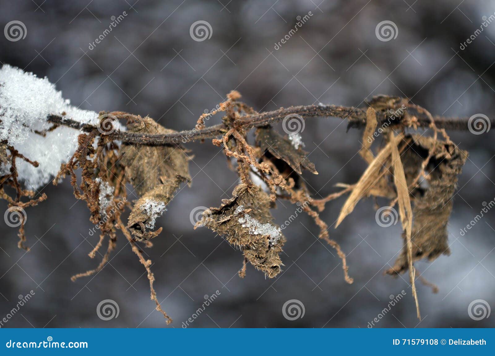 Withered branch stock photo. Image of dead, cruel, leaves - 71579108