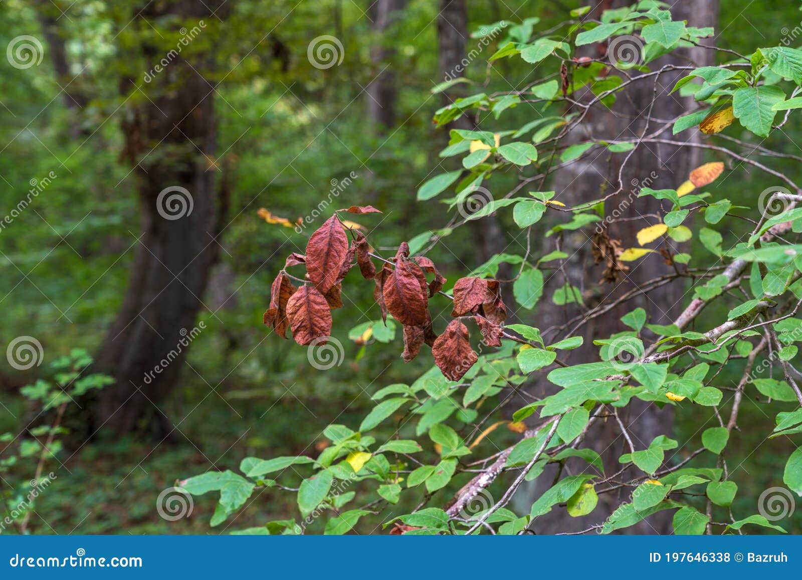 Withered Branch on Green Tree Stock Photo - Image of pattern, color ...