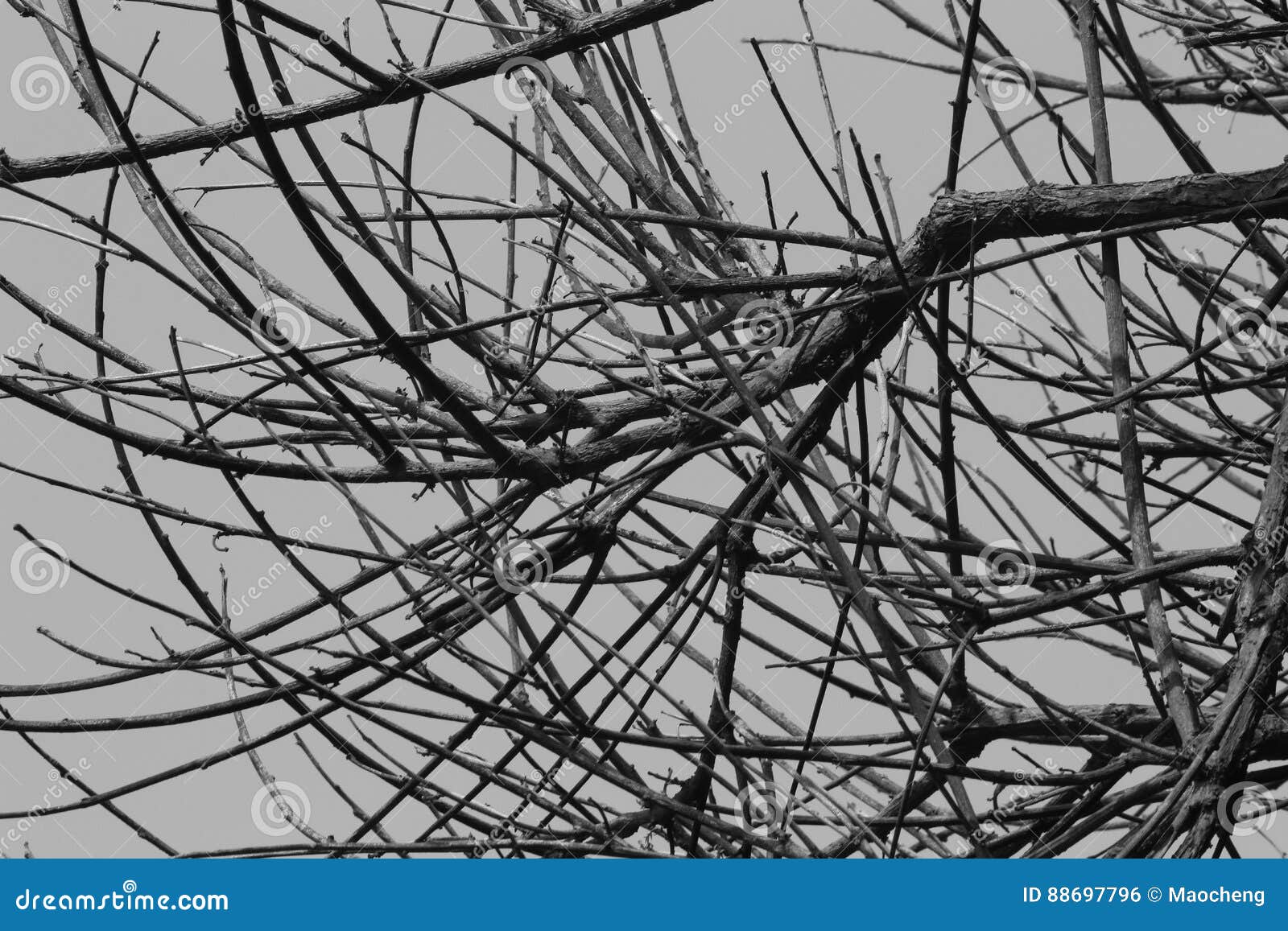 Withered Branches Black and White Image Stock Illustration ...