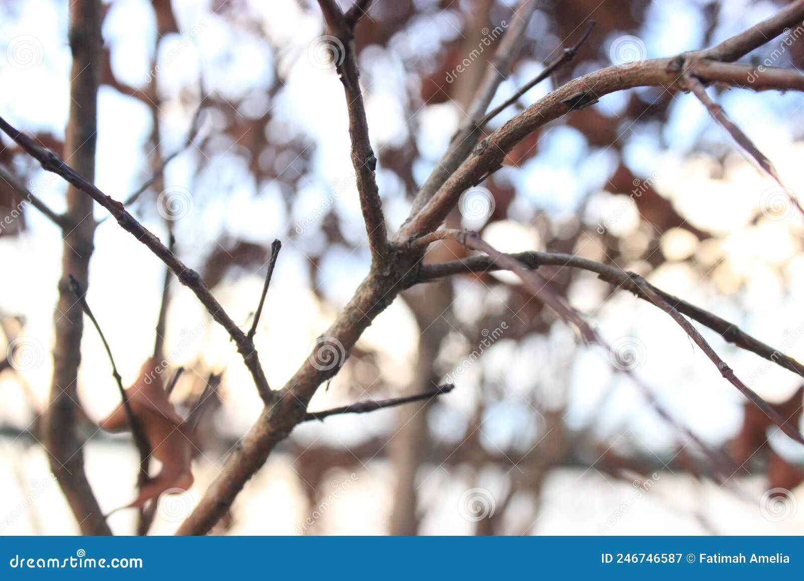 Withered branches stock image. Image of snow, branch - 246746587