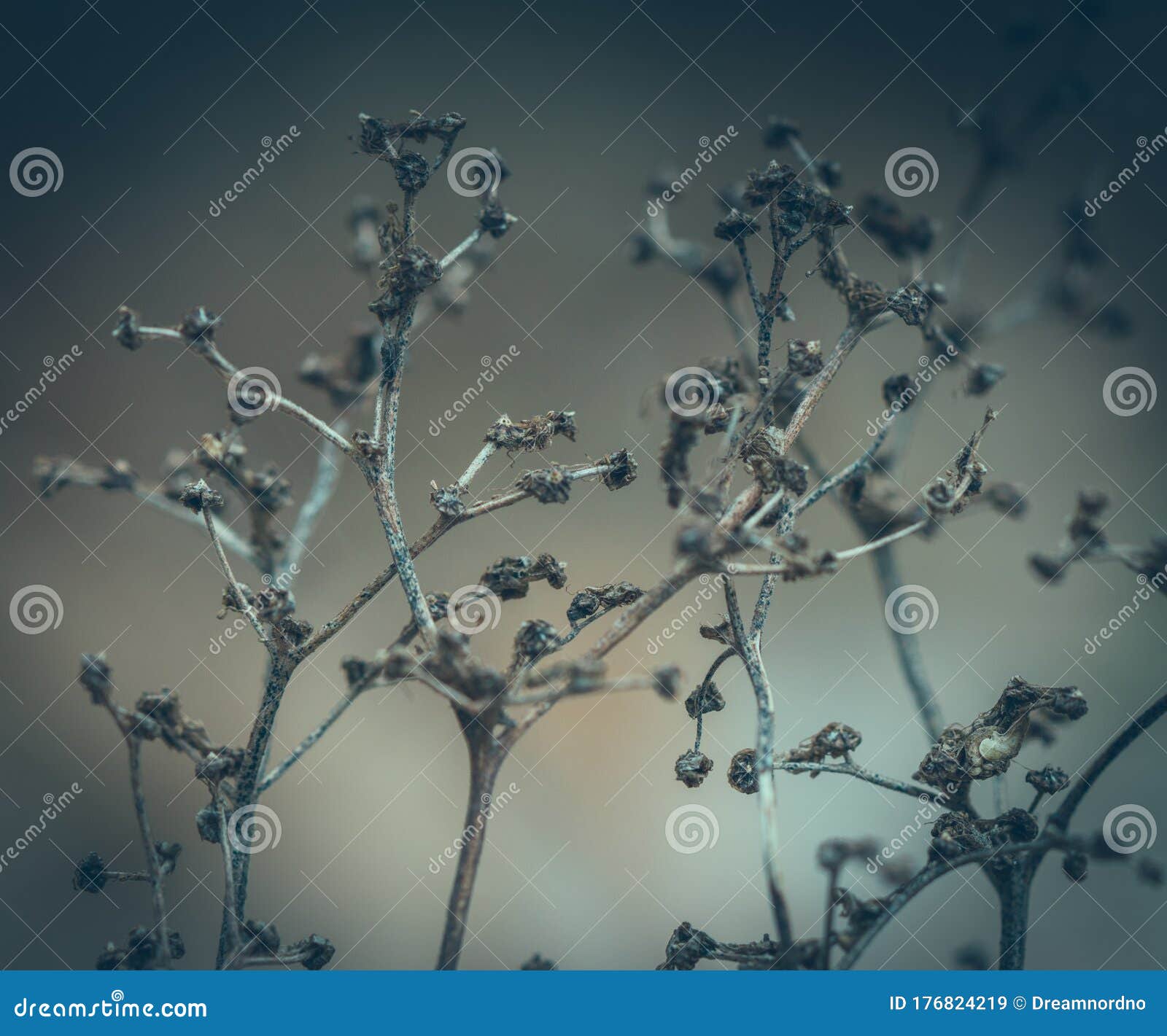 Withered Branches on the Bush after Winter Stock Image - Image of ...