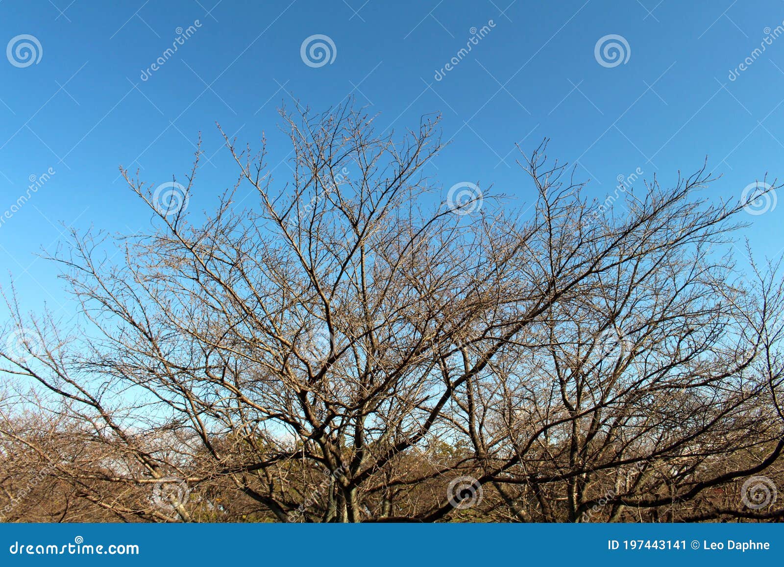 Withered Branches, Possibly Ginkgo Tree Stock Image - Image of wood ...