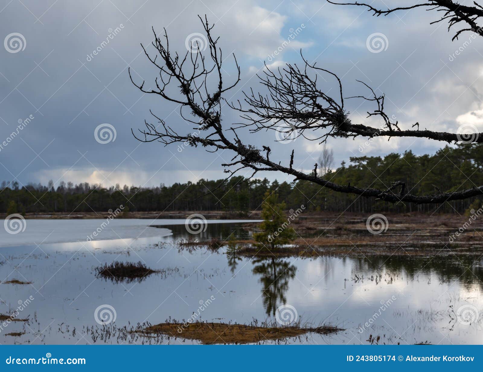 Withered Branches in a Swamp Under a Stormy Sky. Stock Photo - Image of ...