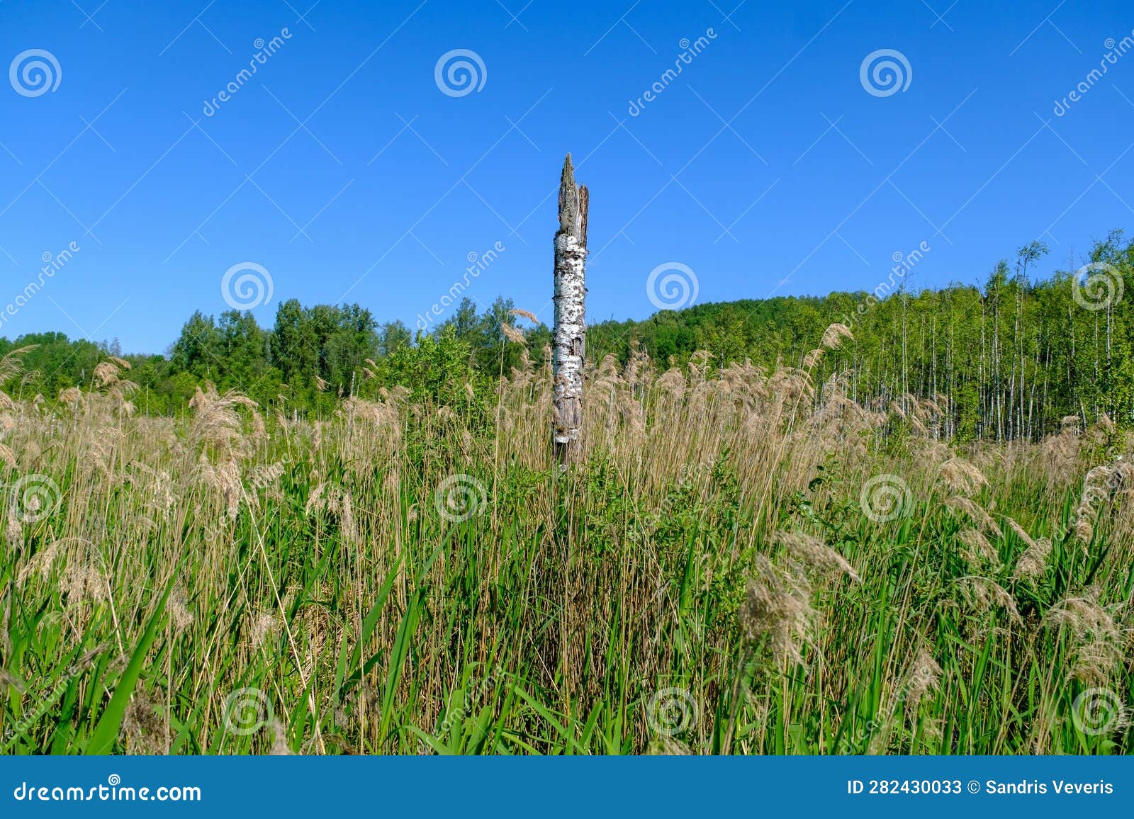 Withered and Broken Tree. a Birch Tree Broke in a Marshy Place Stock ...