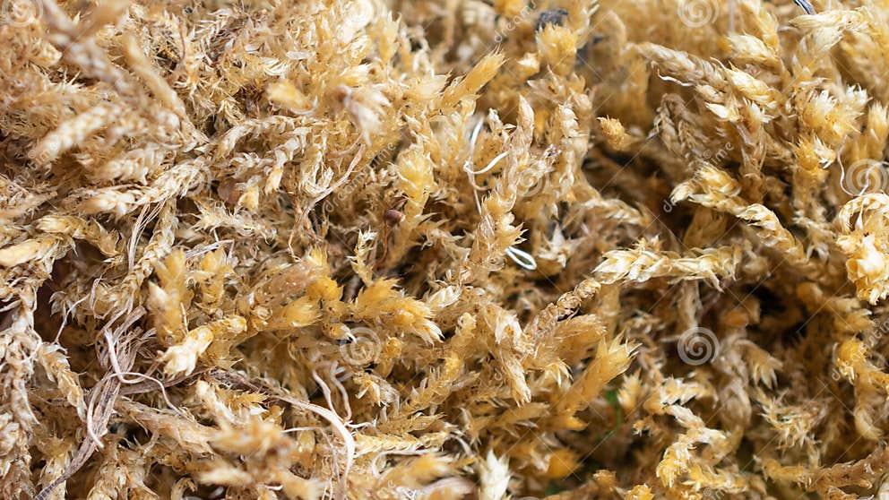 Withered Brown Moss. Texture or Background Stock Image - Image of leaf ...