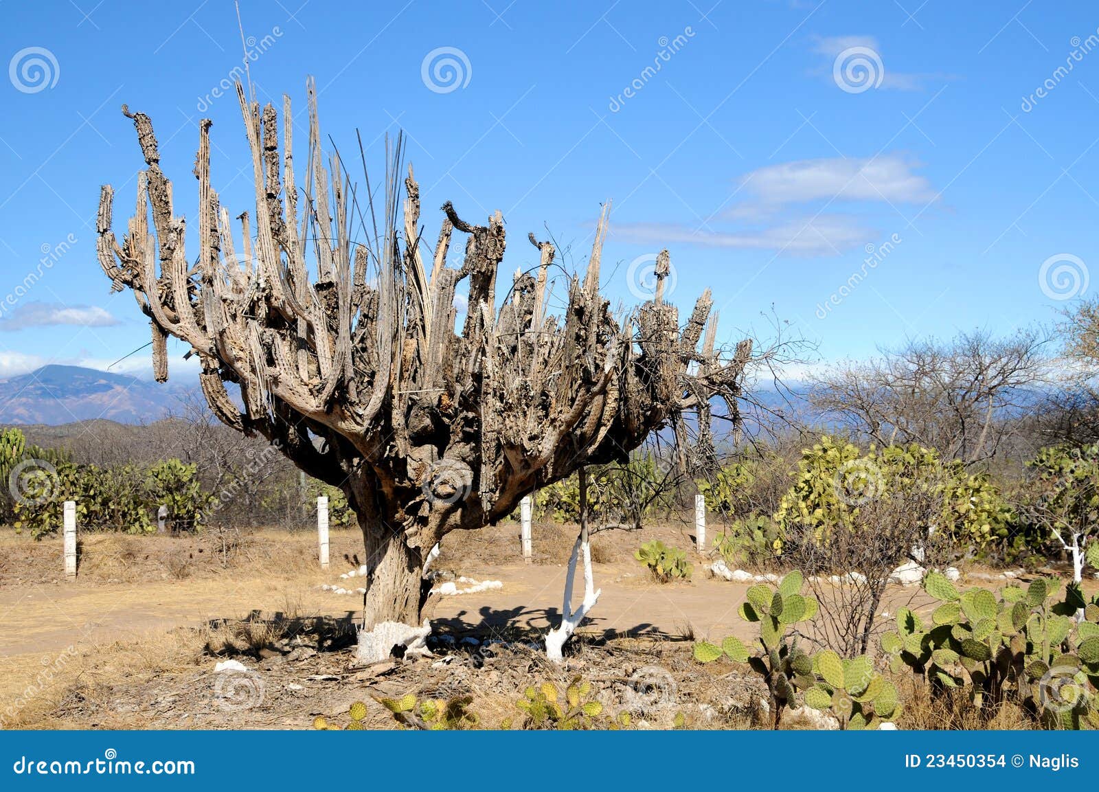 Withered cactus, Mexico stock photo. Image of cactus - 23450354