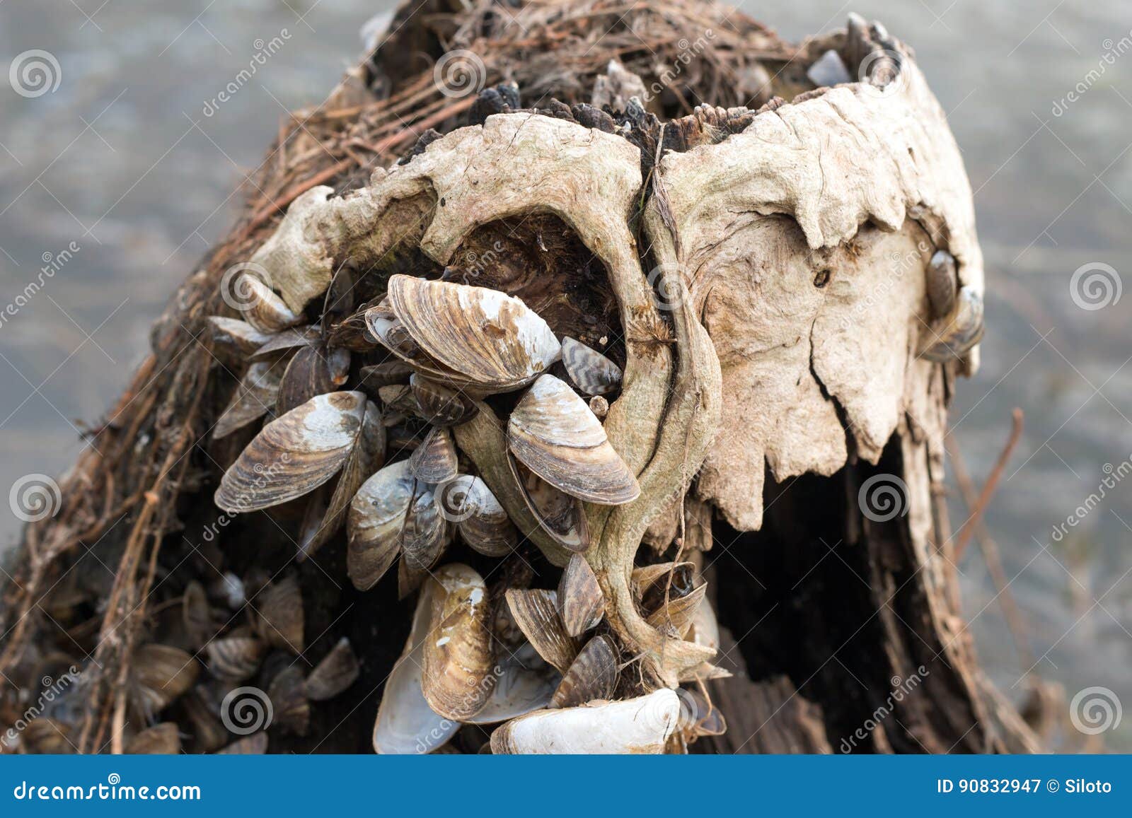 Withered Clams stock image. Image of molluscan, animal - 90832947
