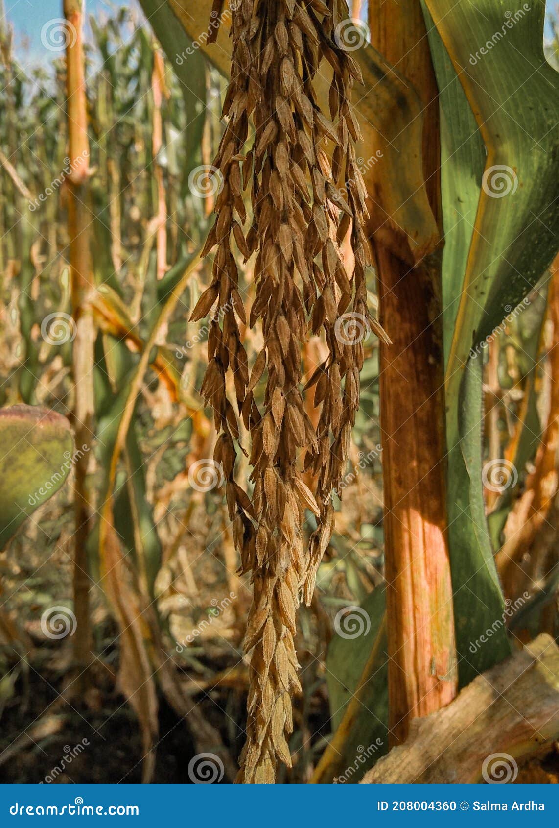 Withered Corbfliwers Looked Like Yellowing Rice Stock Photo - Image of ...