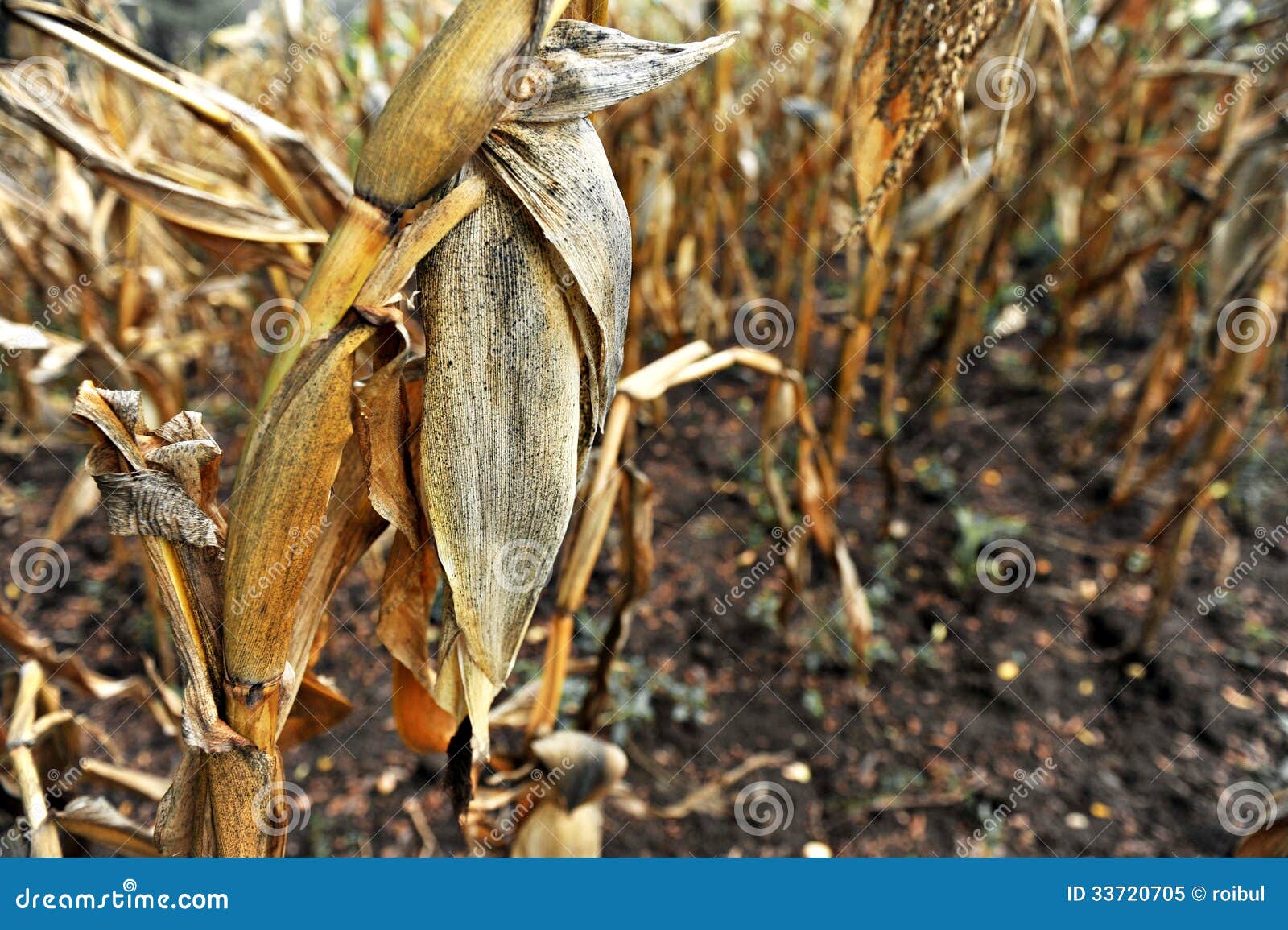 Withered Corn stock image. Image of organic, background - 33720705