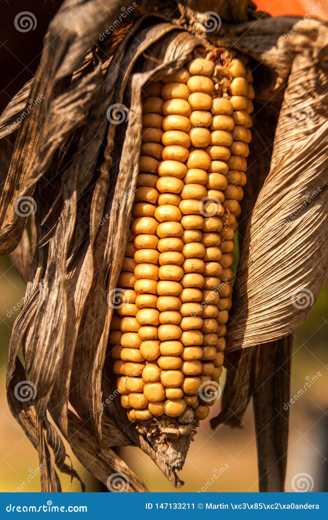Withered Corn Cob. Dried Vegetables. Agricultural Farm Stock Image ...