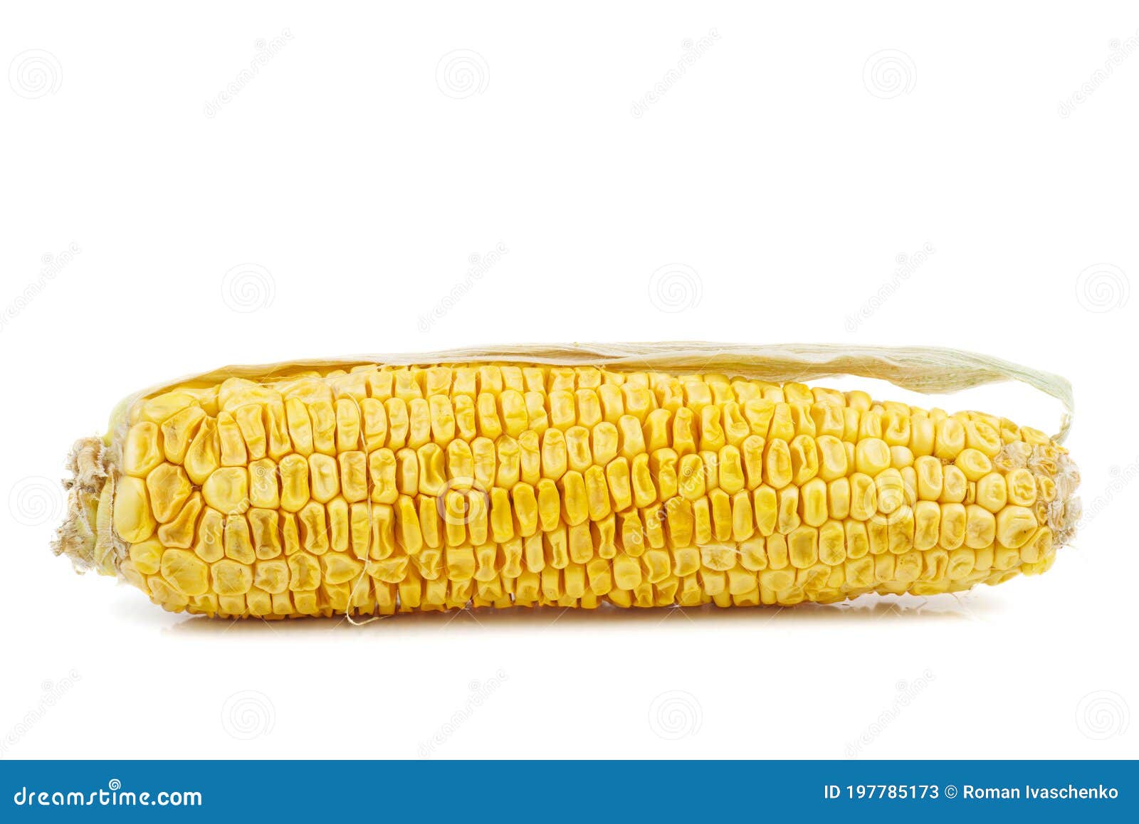 Withered Corn Cob with Dry Leaves Isolated on White Stock Image - Image ...