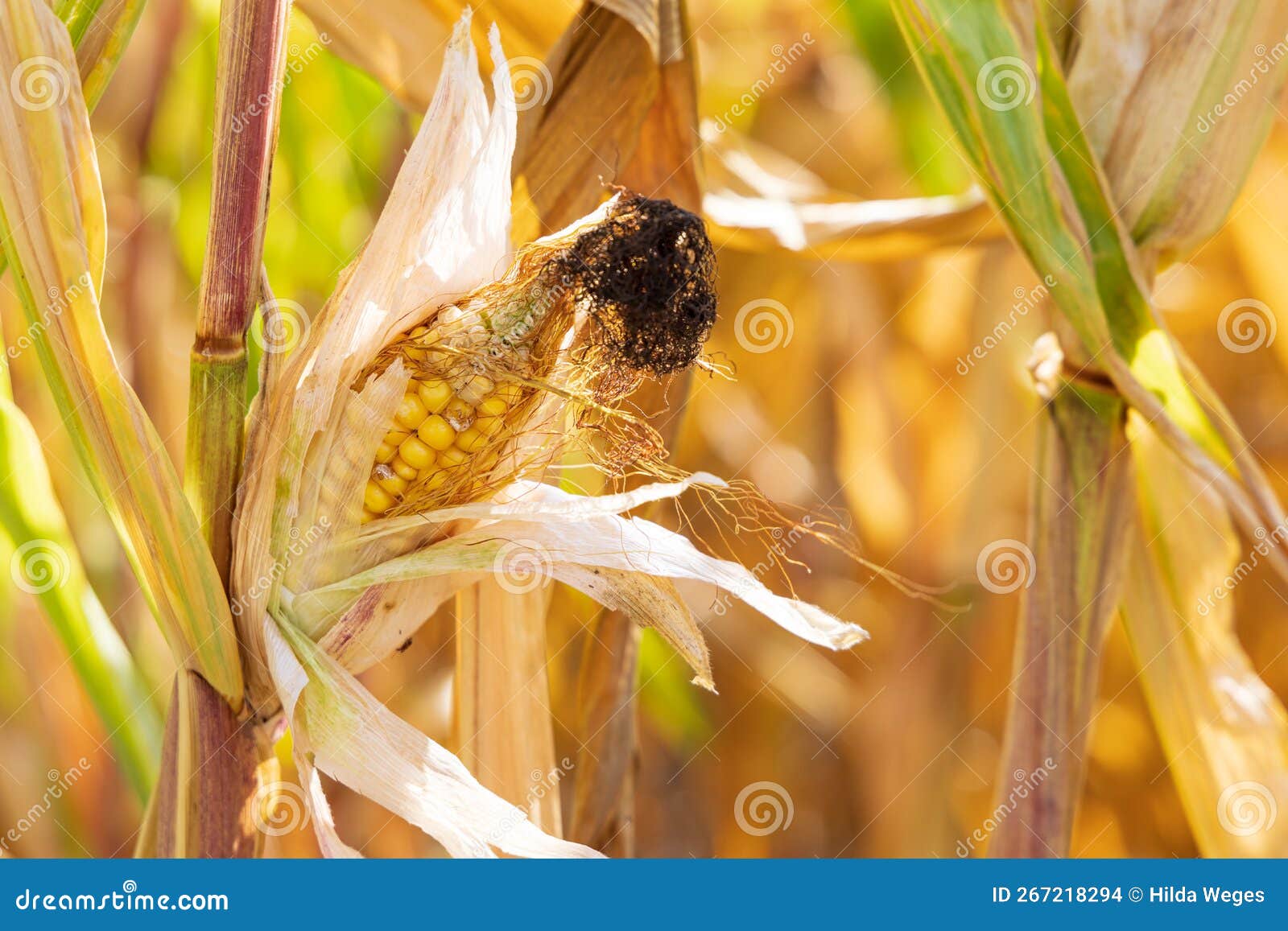 Withered corn field stock photo. Image of mais, environment - 267218294