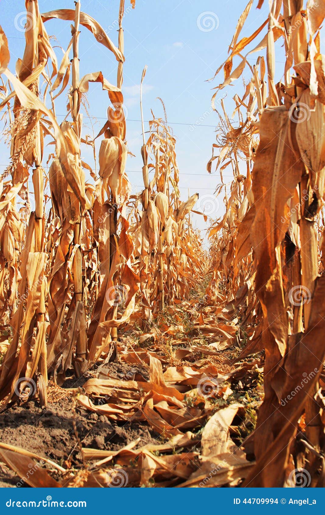 Withered corn field stock photo. Image of field, natural - 44709994