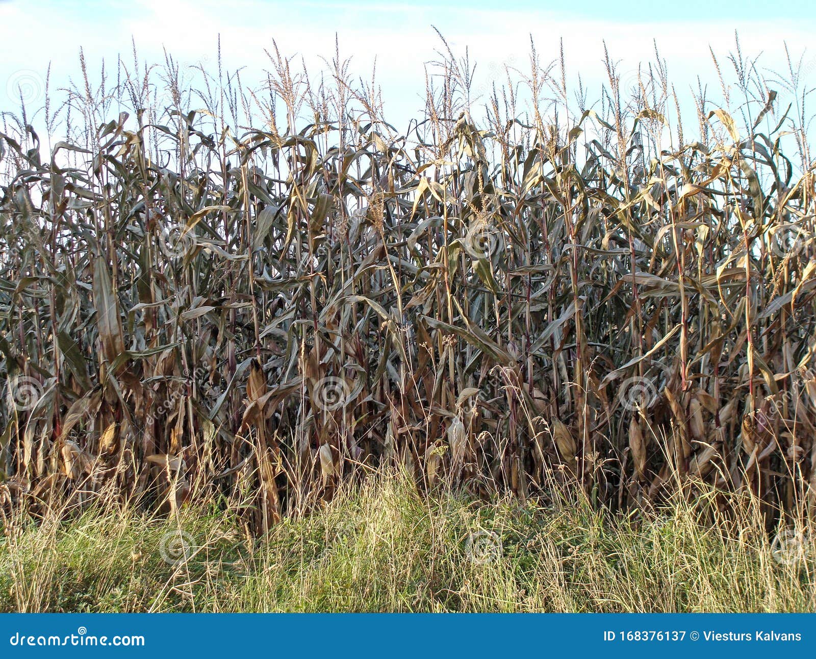 Withered corn 3 stock image. Image of dead, leaves, weathered - 168376137
