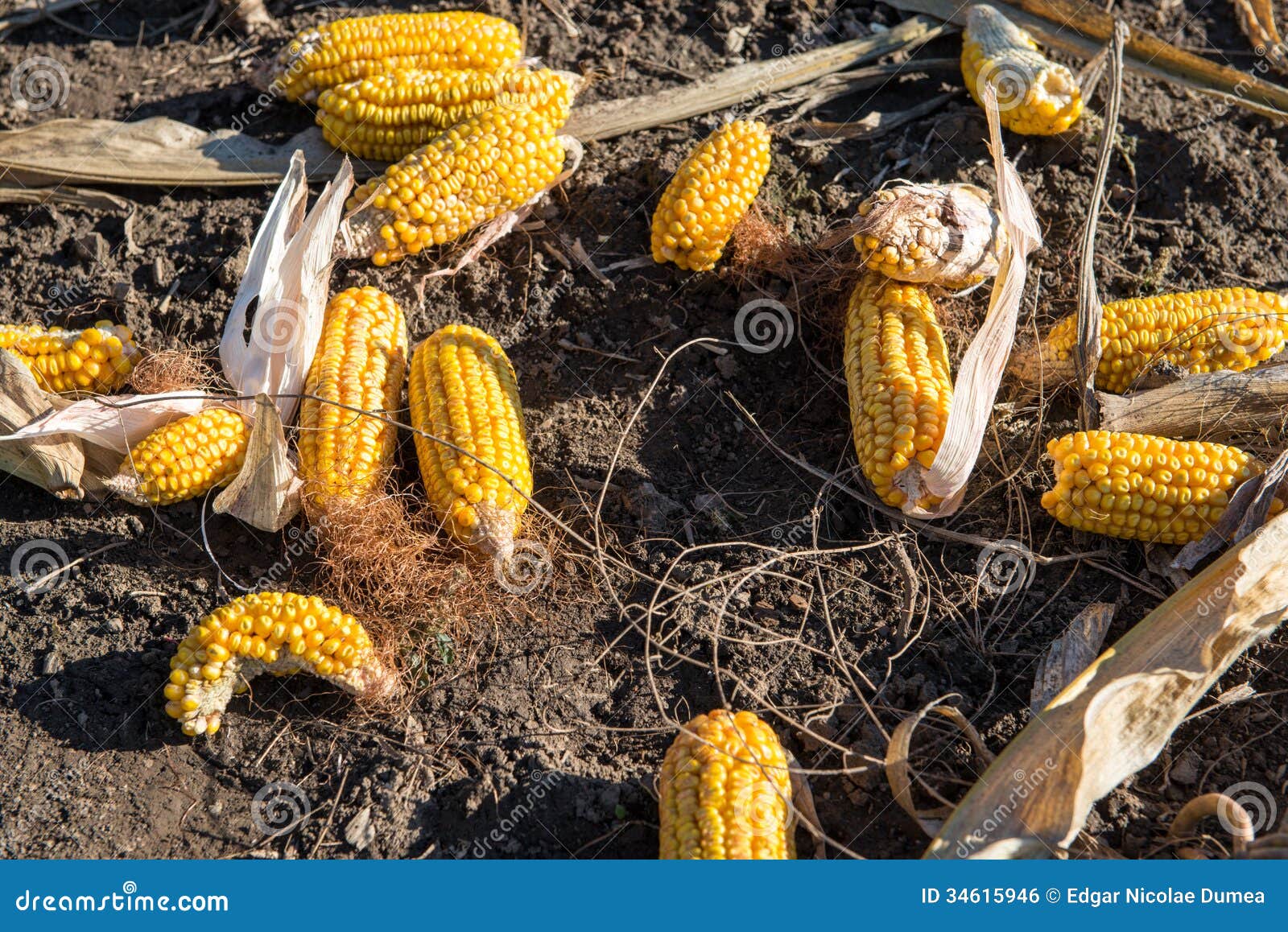 Withered corn stock photo. Image of driedup, harvest - 34615946