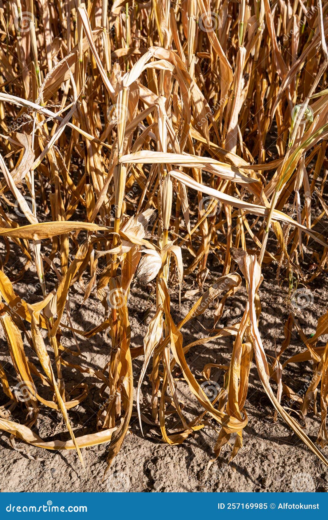 Withered Corn Plants, Aridity in Germany Stock Image - Image of ...