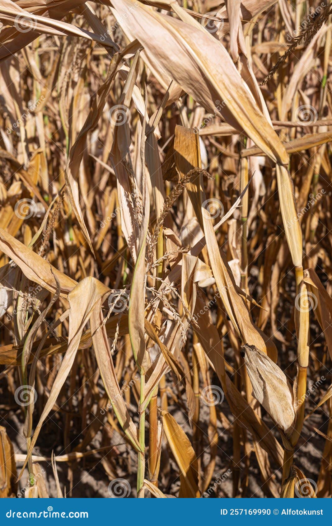 Withered Corn Plants, Aridity in Germany Stock Photo - Image of change ...