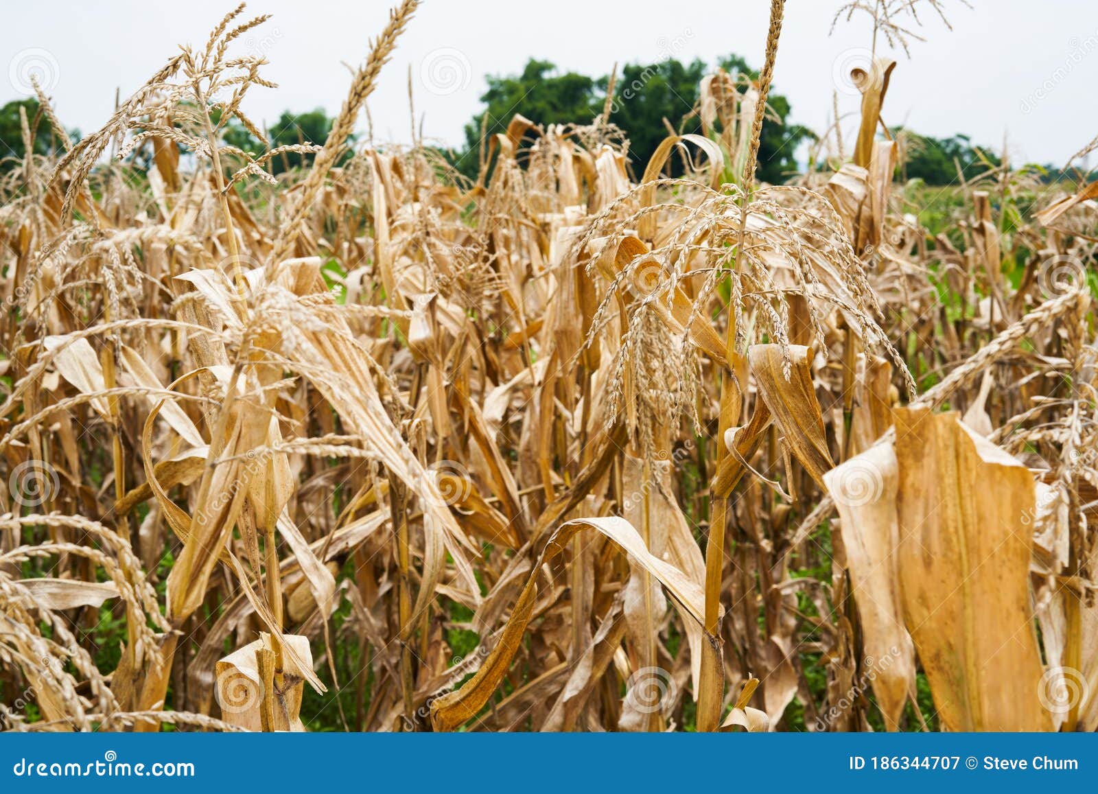 Withered Corn Stalks in Farmland Stock Image - Image of macro, fields ...