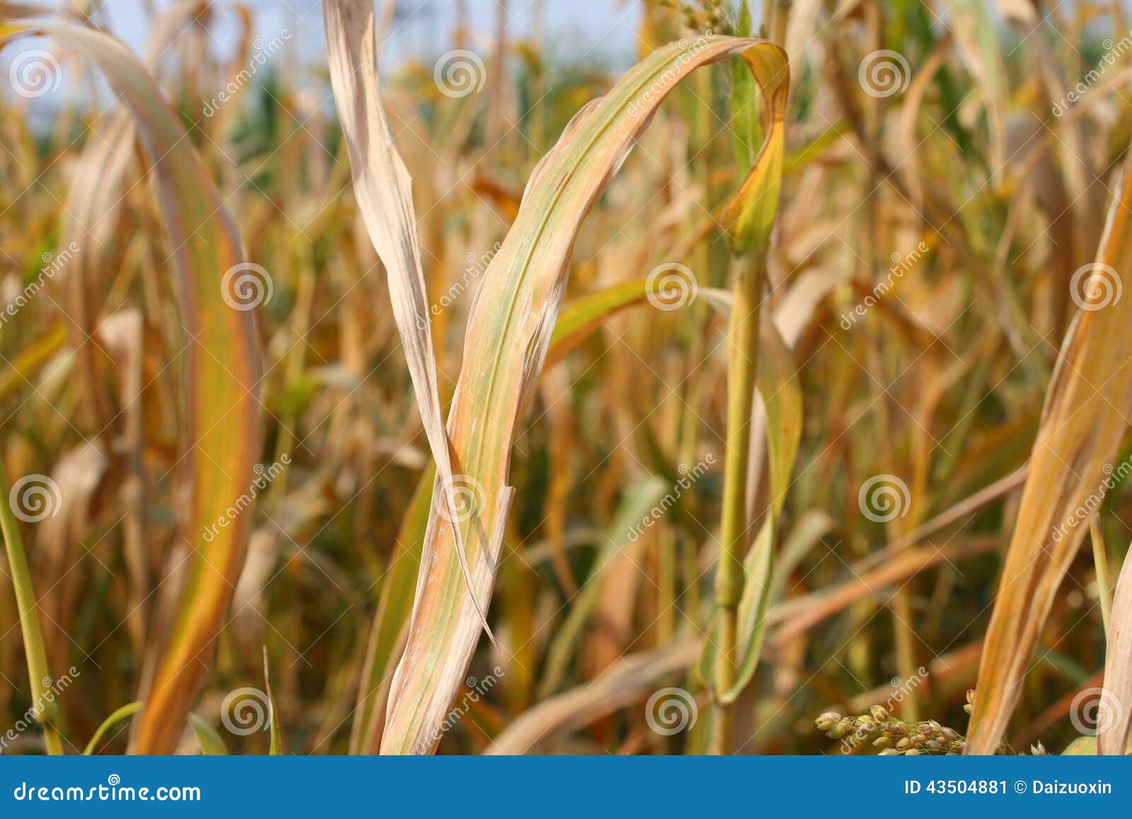 Withered crops stock image. Image of leaf, scene, color - 43504881