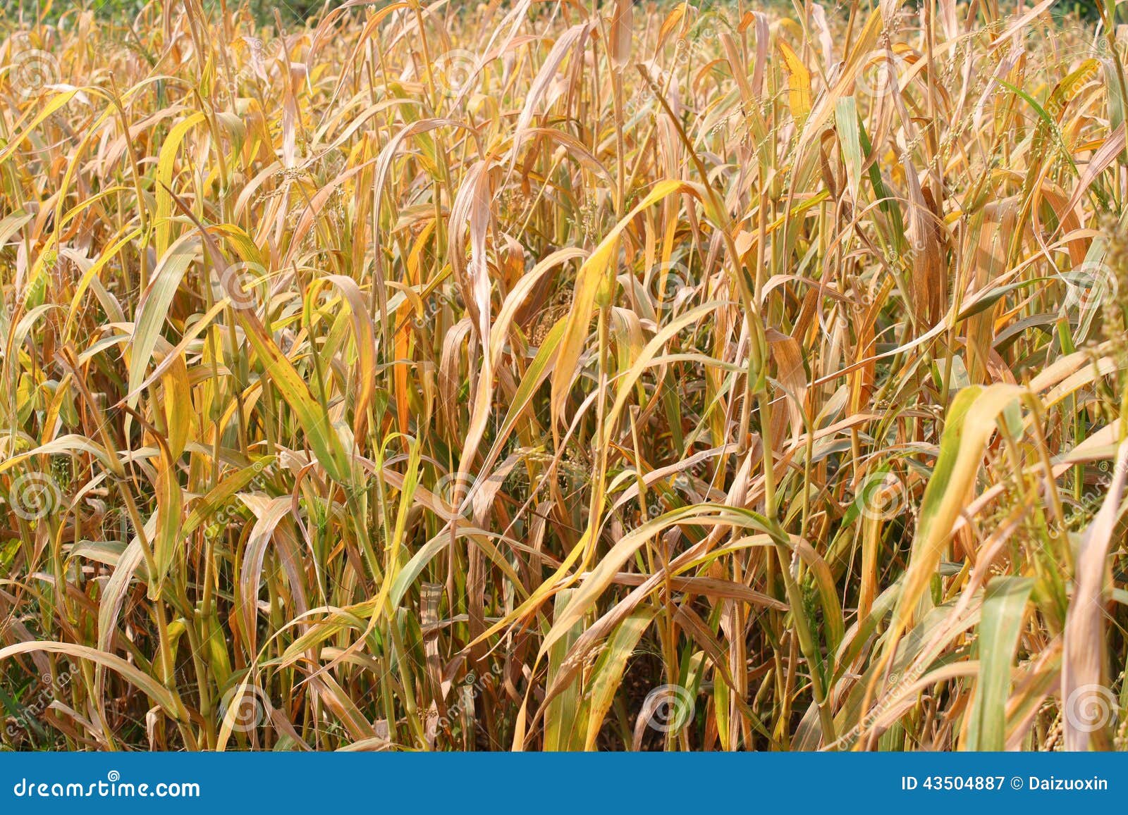 Withered crops stock image. Image of harvesting, multi - 43504887