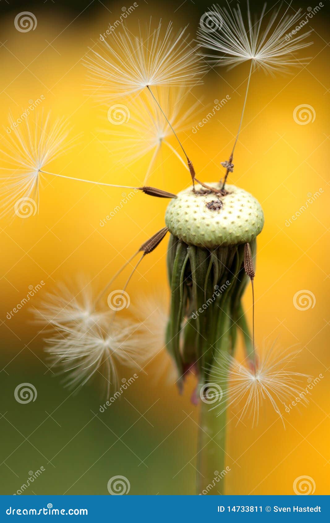 Withered dandelion stock image. Image of officinale, yellow - 14733811