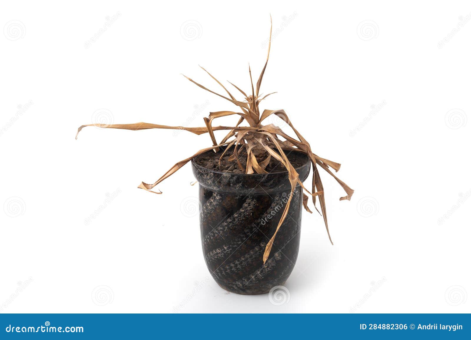 Withered Dead Houseplants in a Pot Stock Photo - Image of organic ...