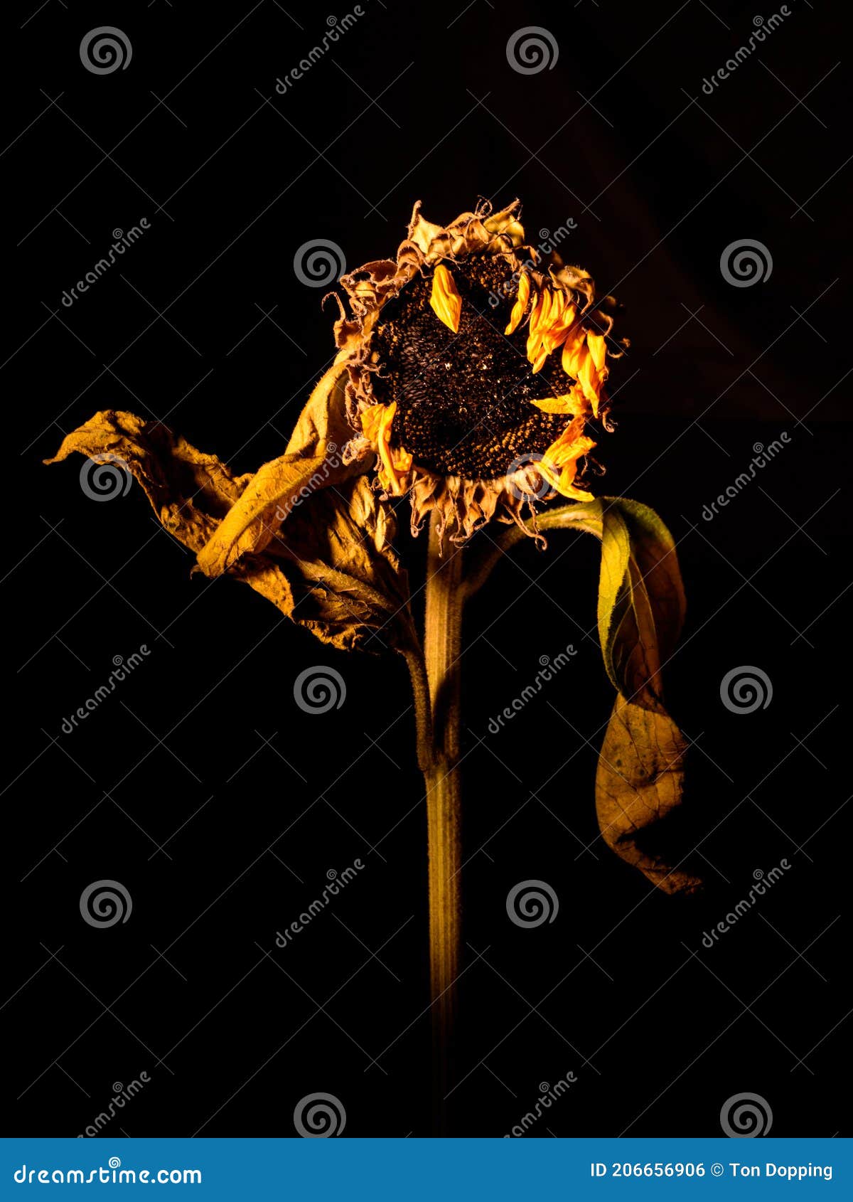 Withered dead sunflower stock photo. Image of studio - 206656906