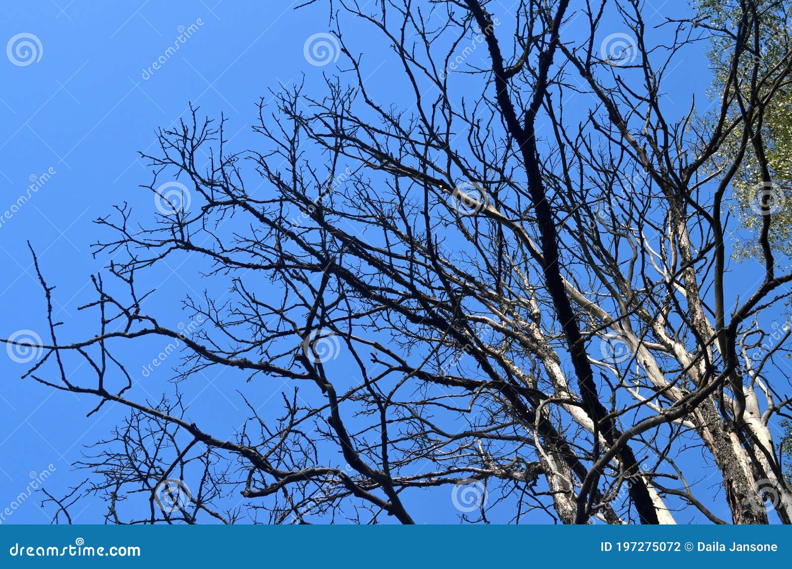 Withered Dead Tree on Blue Sky during Summer Stock Photo - Image of ...