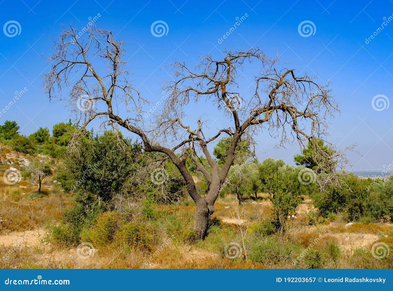 50,647 Dead Tree Landscape Photos - Free & Royalty-Free Stock Photos ...