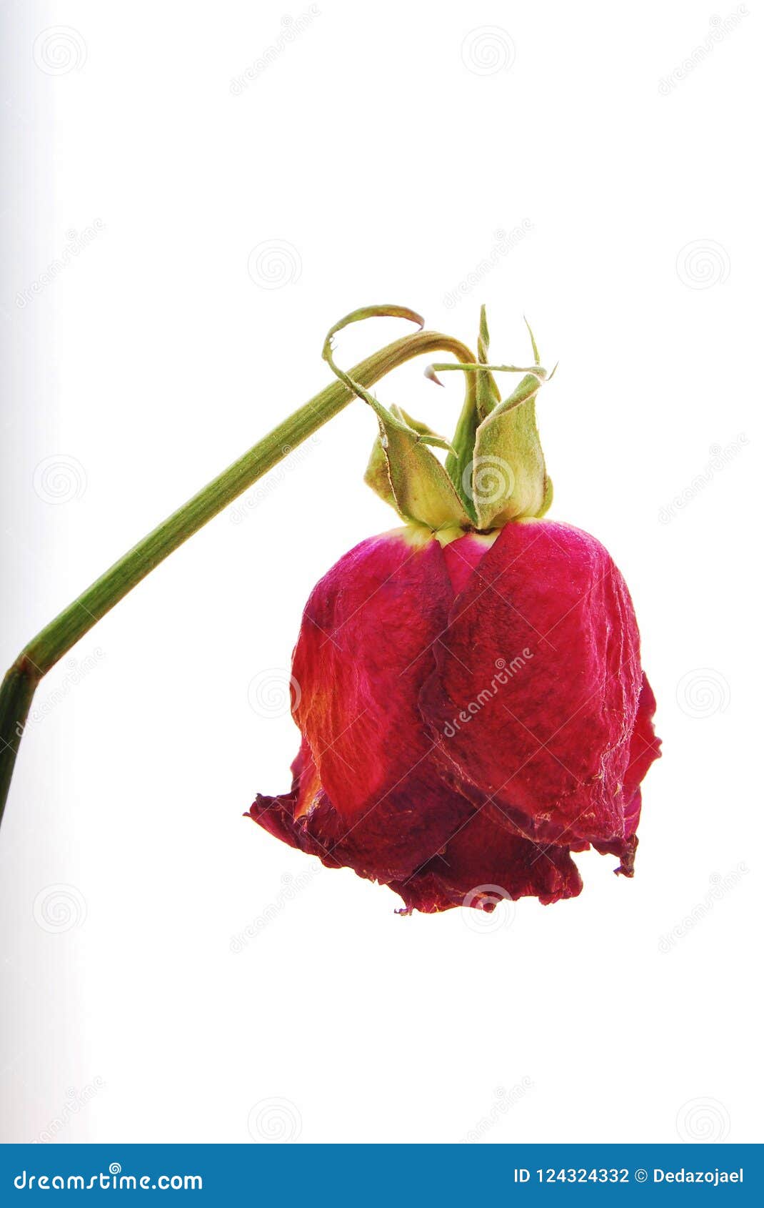 Withered and Discolored Red Rose with Hanging Head Stock Photo - Image ...