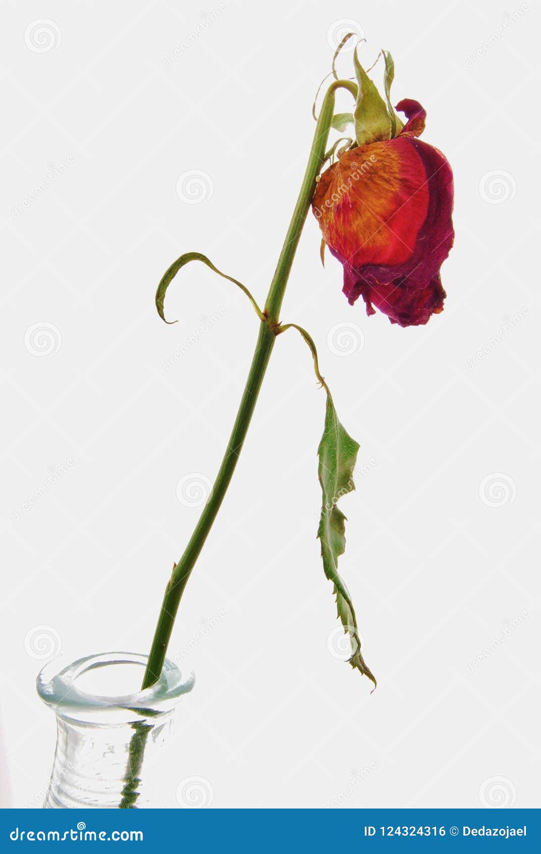 Withered and Discolored Red Rose in Vase Stock Photo - Image of ...