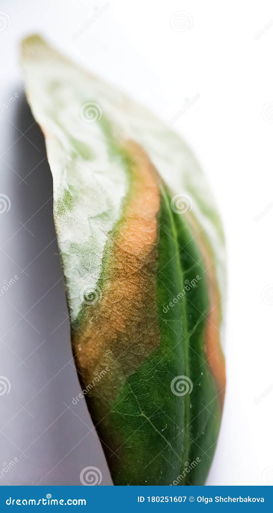 Sick Man With Green Mucus Running Down His Nose Royalty-Free Stock ...