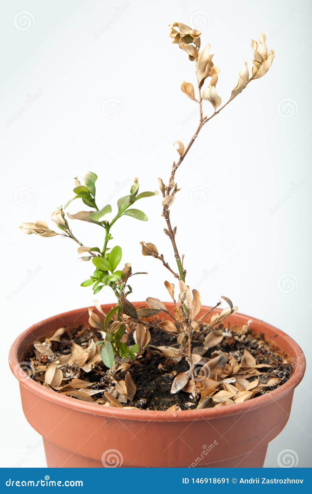 Withered and Dried Plant in the Pot Isolated on White Background Stock ...
