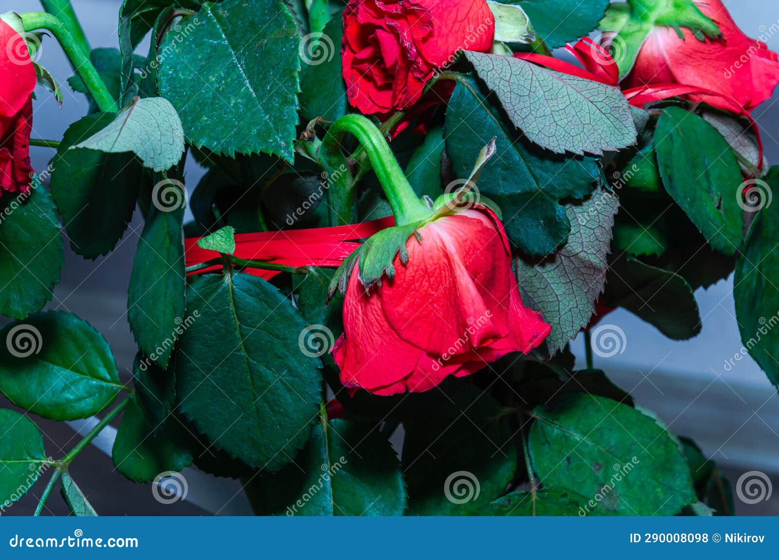 Withered Dried Red Rose Flower Stock Photo - Image of garden, shrub ...