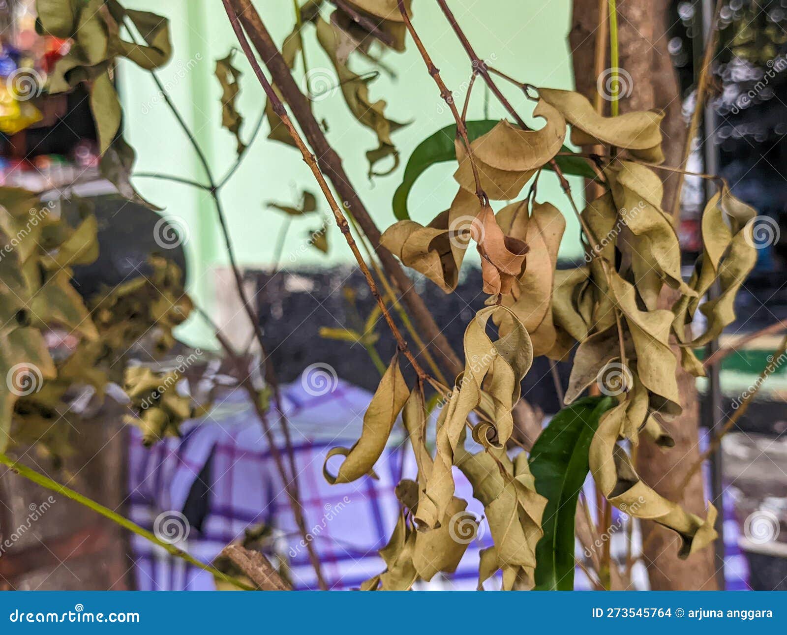 A Withered and Dry Leaves Still Hanging from the Tree Stock Photo ...