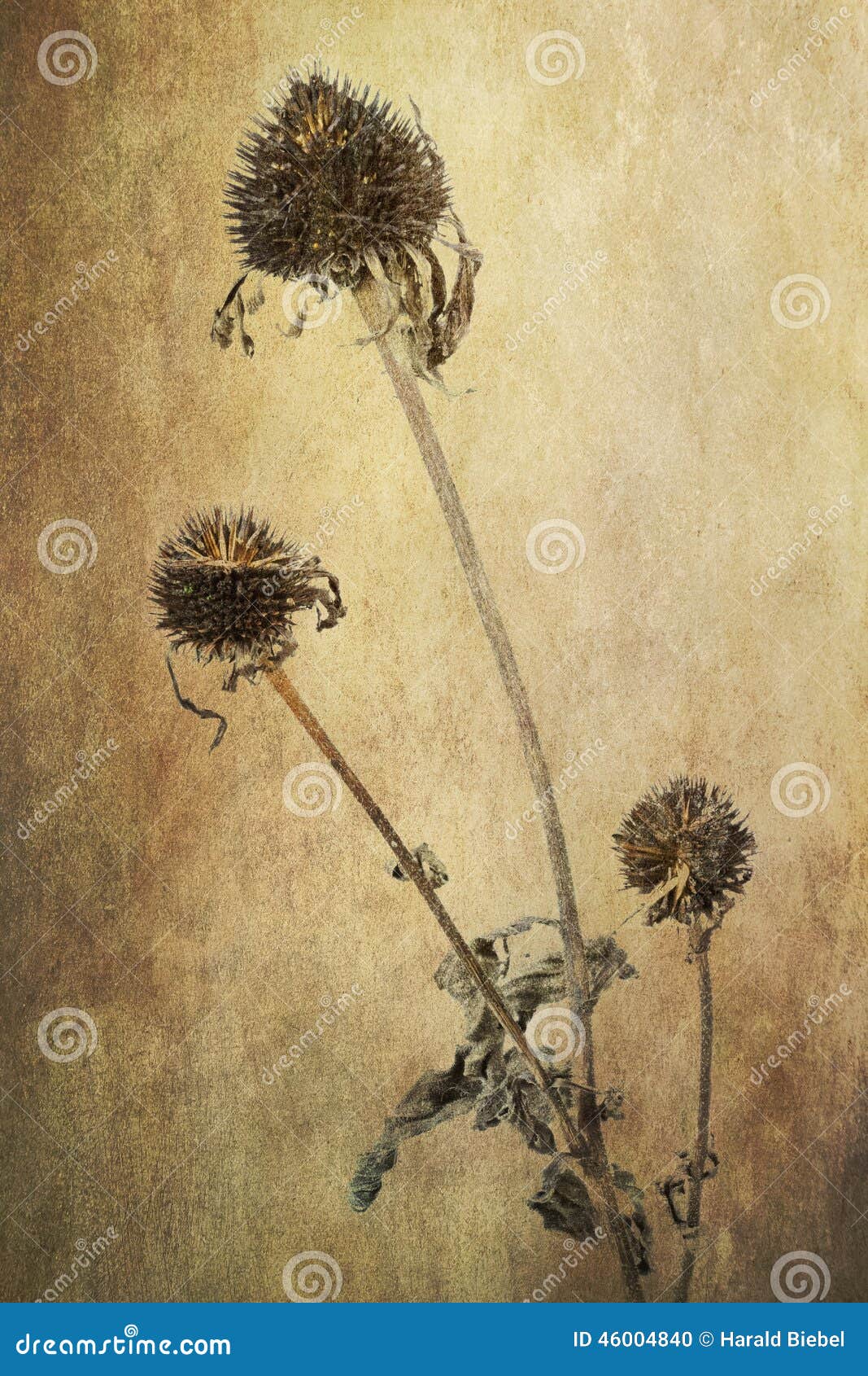 Grunge Old Withered Wooden Texture Stock Photo | CartoonDealer.com ...