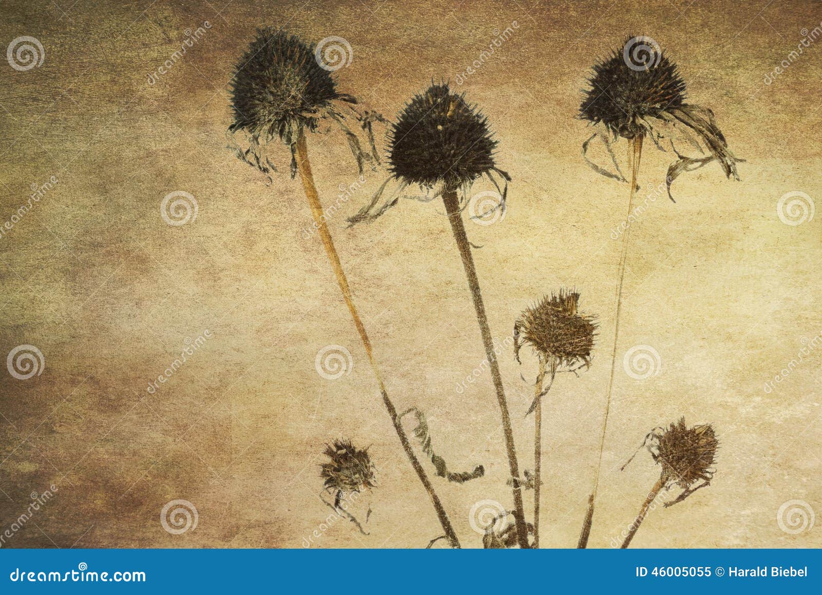 Grunge Old Withered Wooden Texture Stock Photo | CartoonDealer.com ...