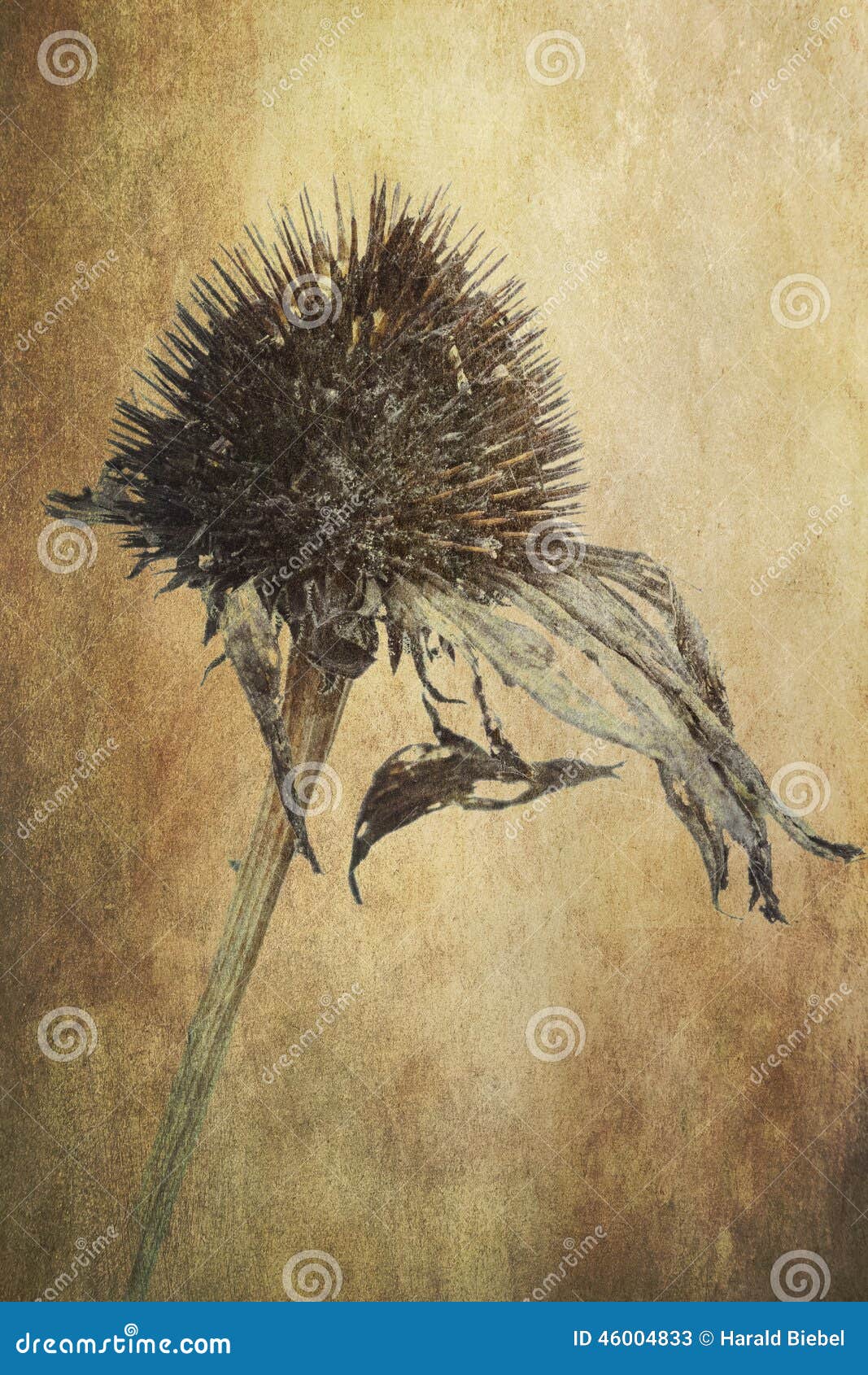 Grunge Old Withered Wooden Texture Stock Photo | CartoonDealer.com ...