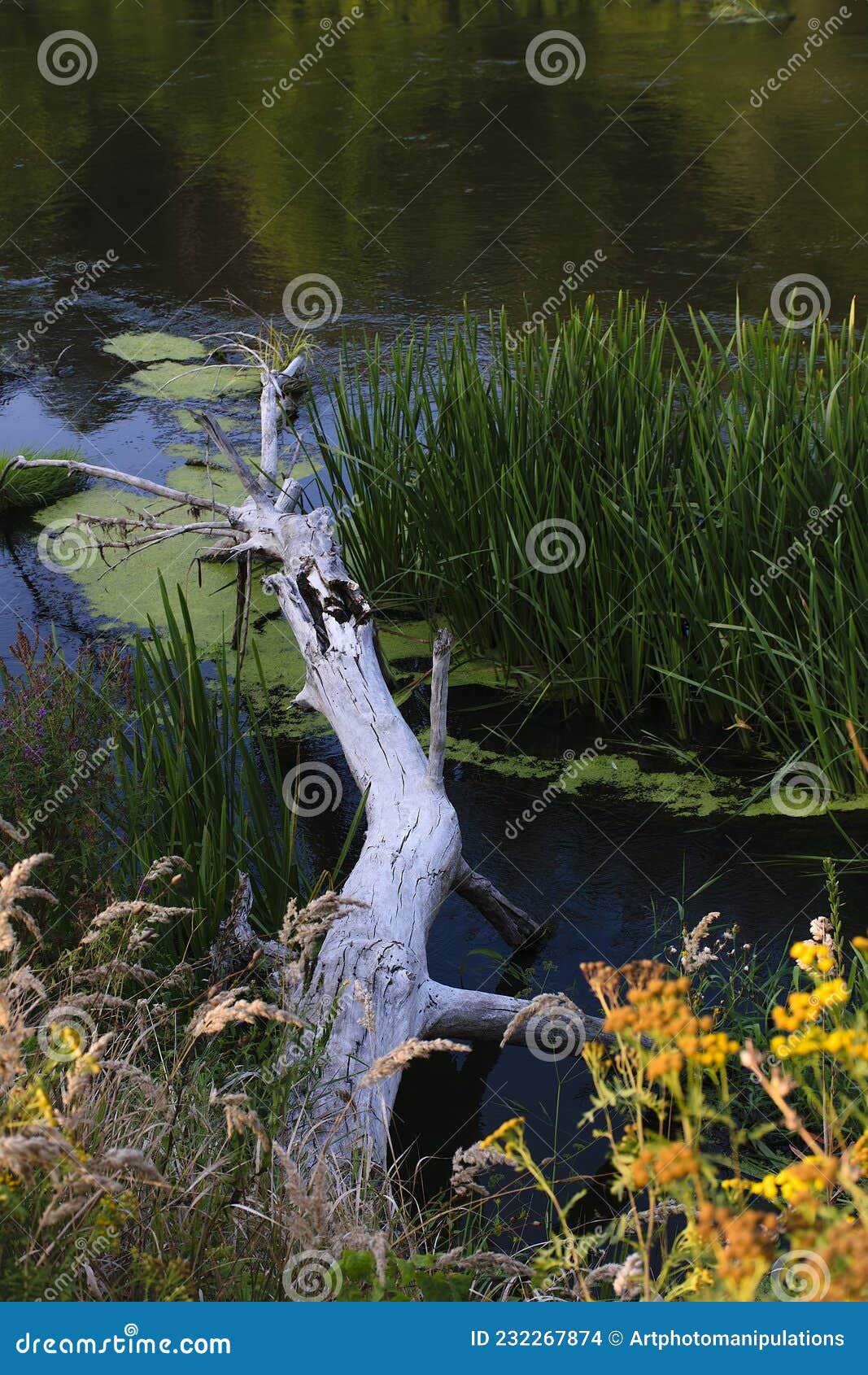 Withered Fallen Tree in the River Stock Photo - Image of current, grass ...