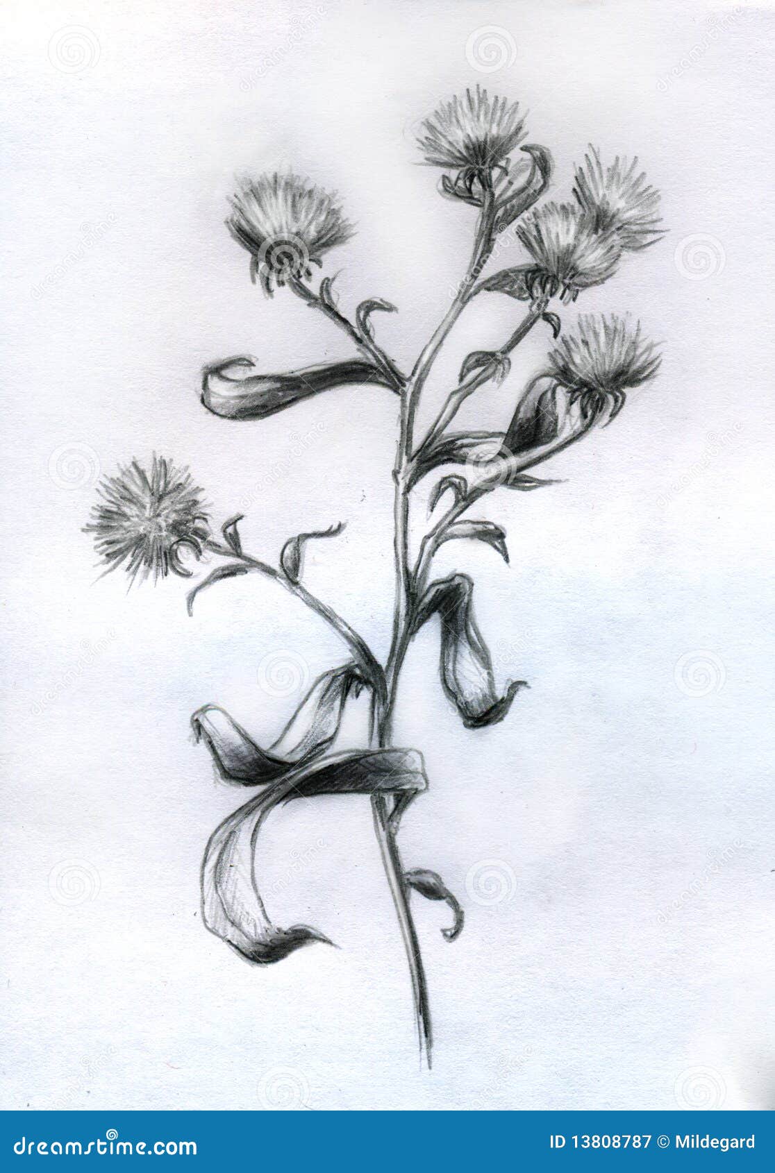 Withered field flower stock illustration. Illustration of botanical ...