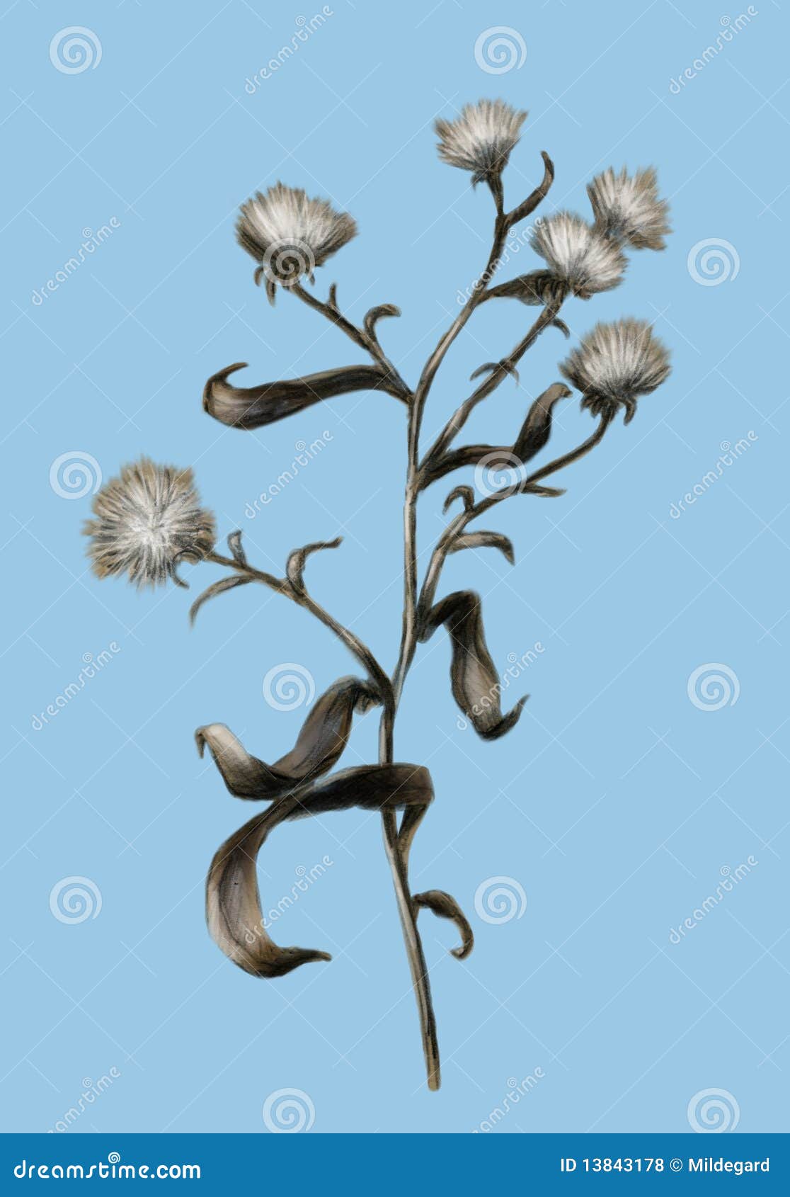 Withered Field Flower - Sketch Stock Photography | CartoonDealer.com ...