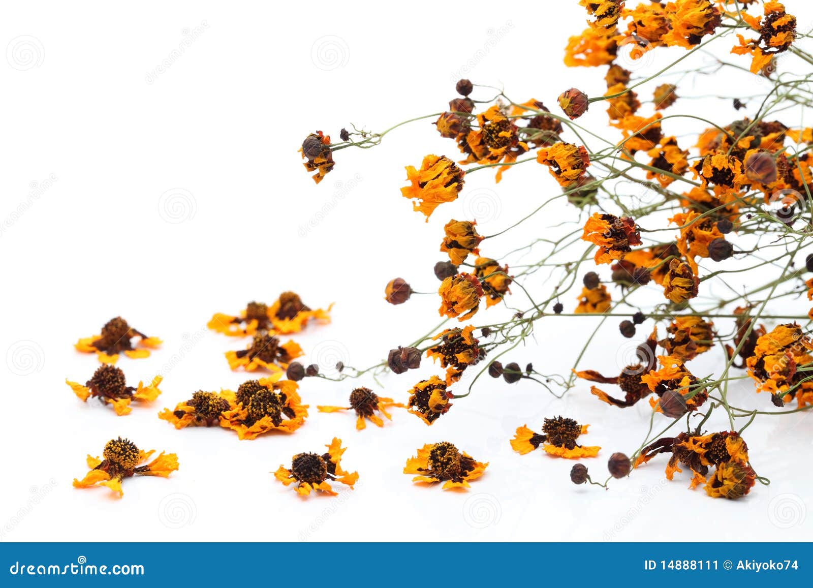 Withered flower stock image. Image of macro, closeup - 14888111