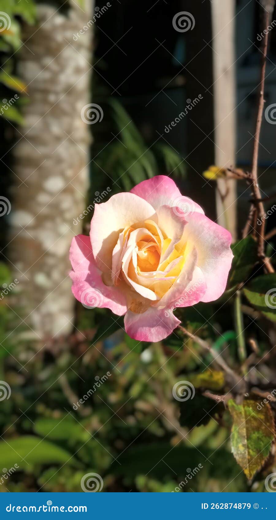 A Withered Flower and Alone Stock Image - Image of petal, alone: 262874879