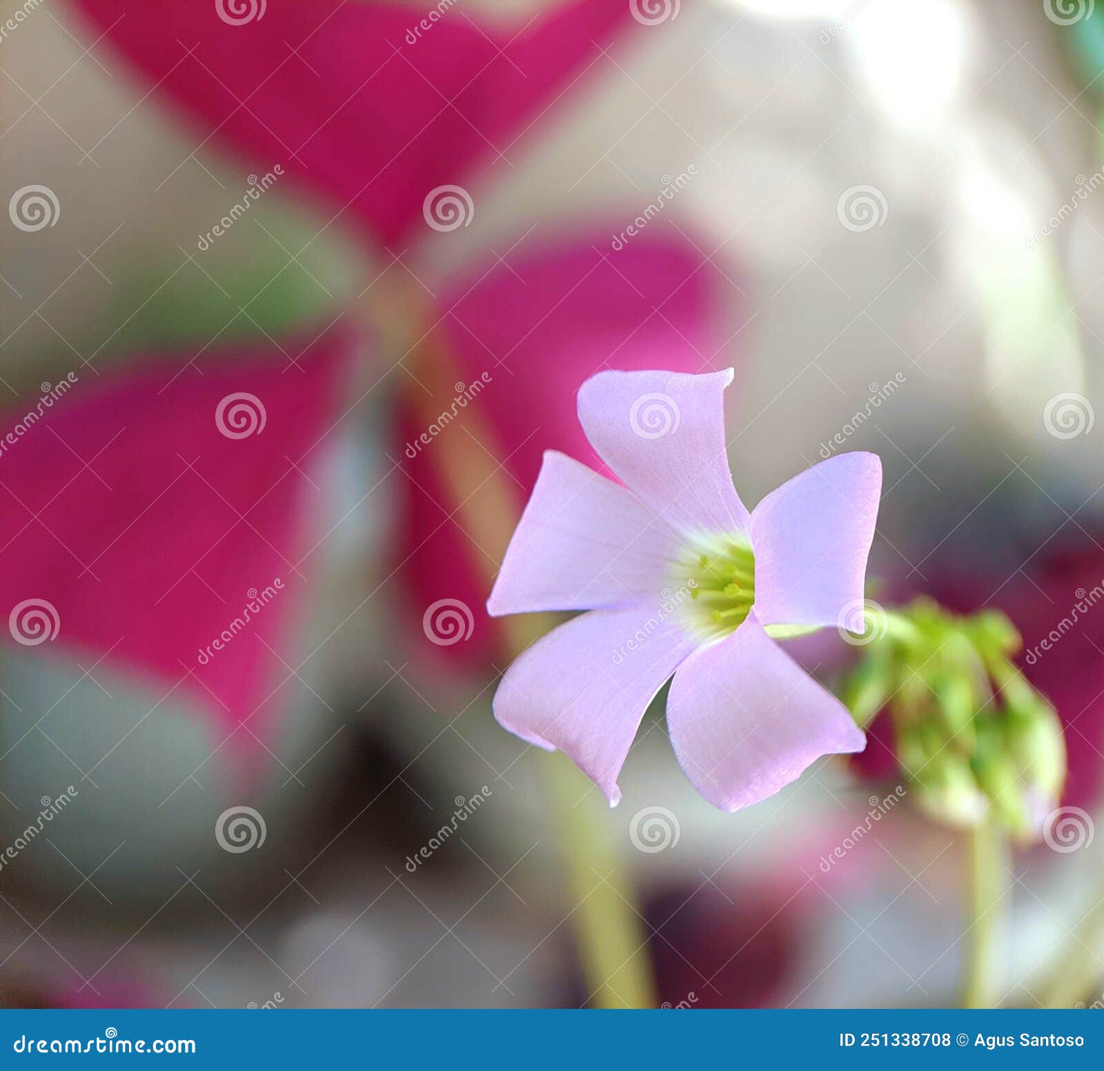 Withered Flower Blooms Again 5 Stock Photo - Image of yellow, leaf ...