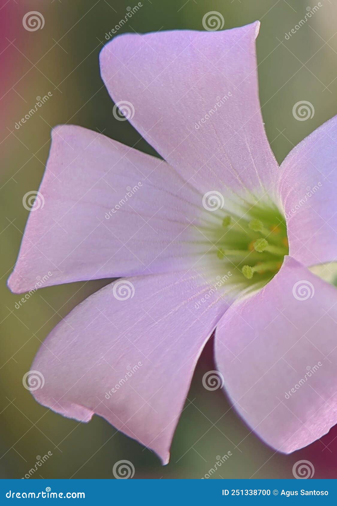Withered Flower Blooms Again 4 Stock Photo - Image of plant, blossom ...