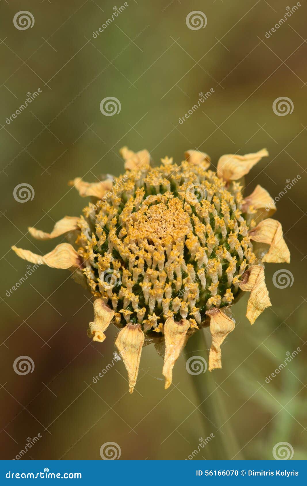 Withered Flower Amaryllis. White Isolated. Stock Photography ...